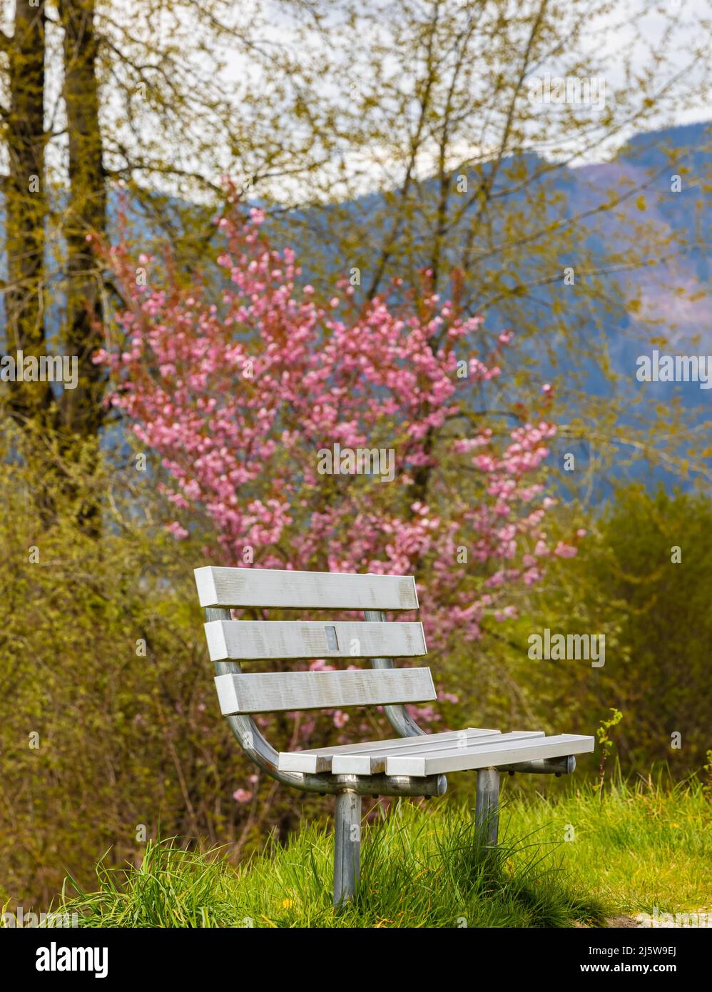 Sakura cherry blossoms on sunny hi-res stock photography and images - Alamy