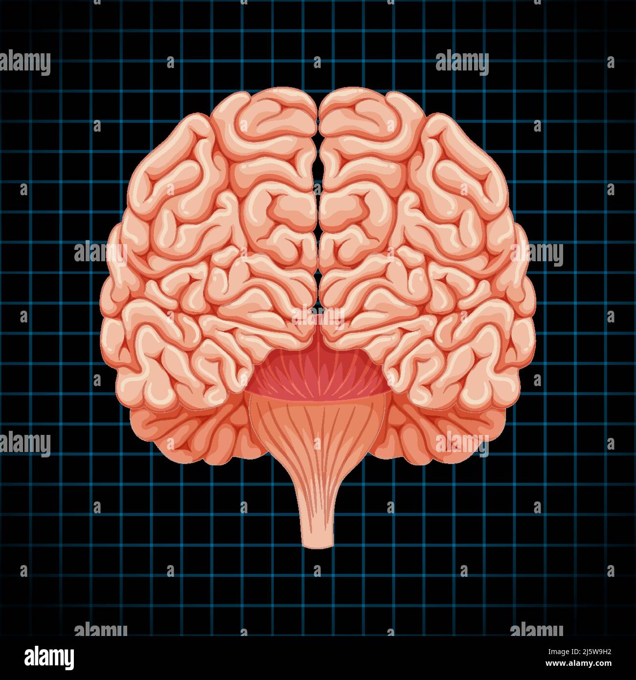 Human internal organ with brain illustration Stock Vector Image & Art ...