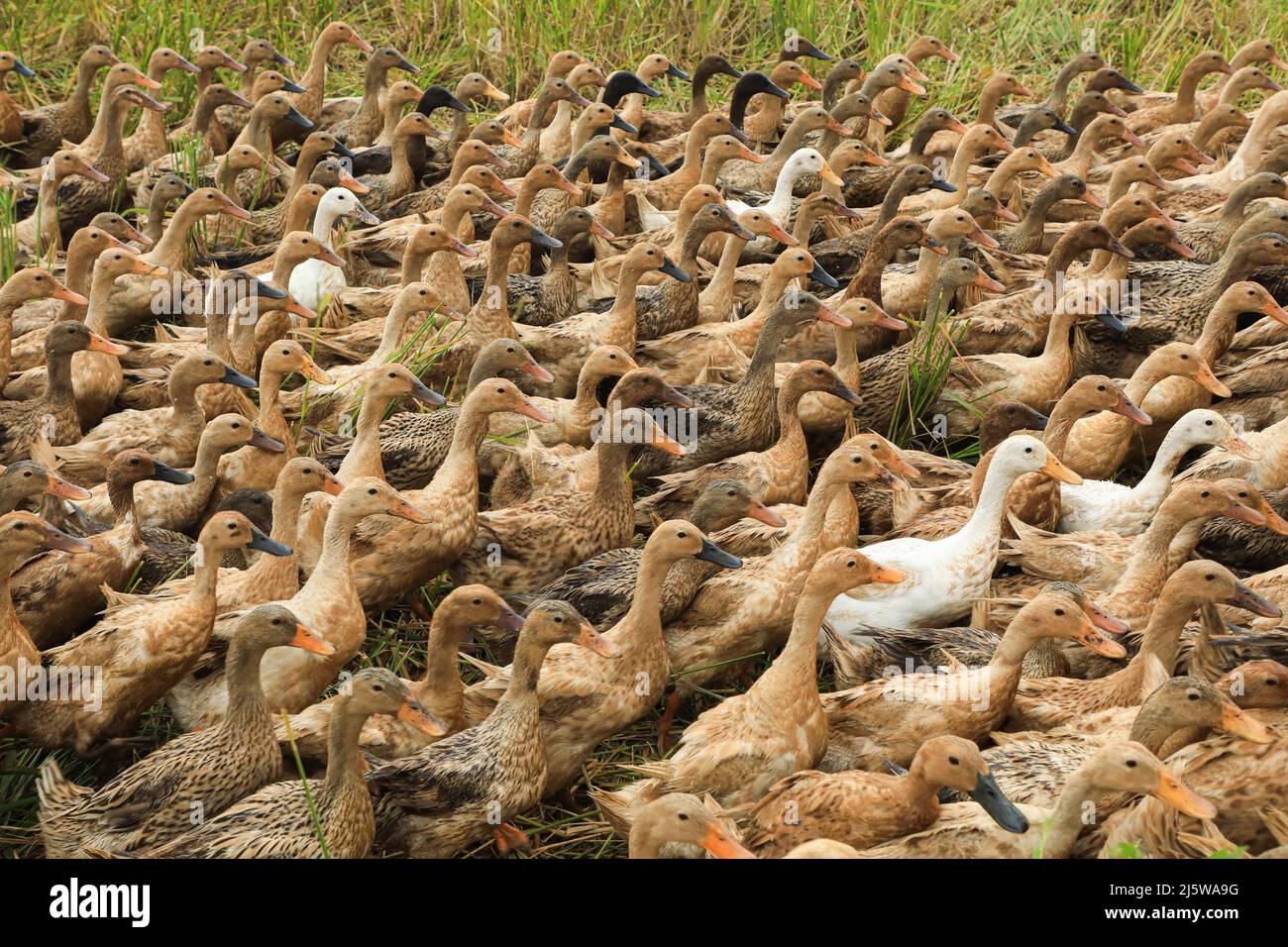 Sunamganj, Bangladesh. 20th Apr, 2022. A flock of ducks in Tanguar Haor ...