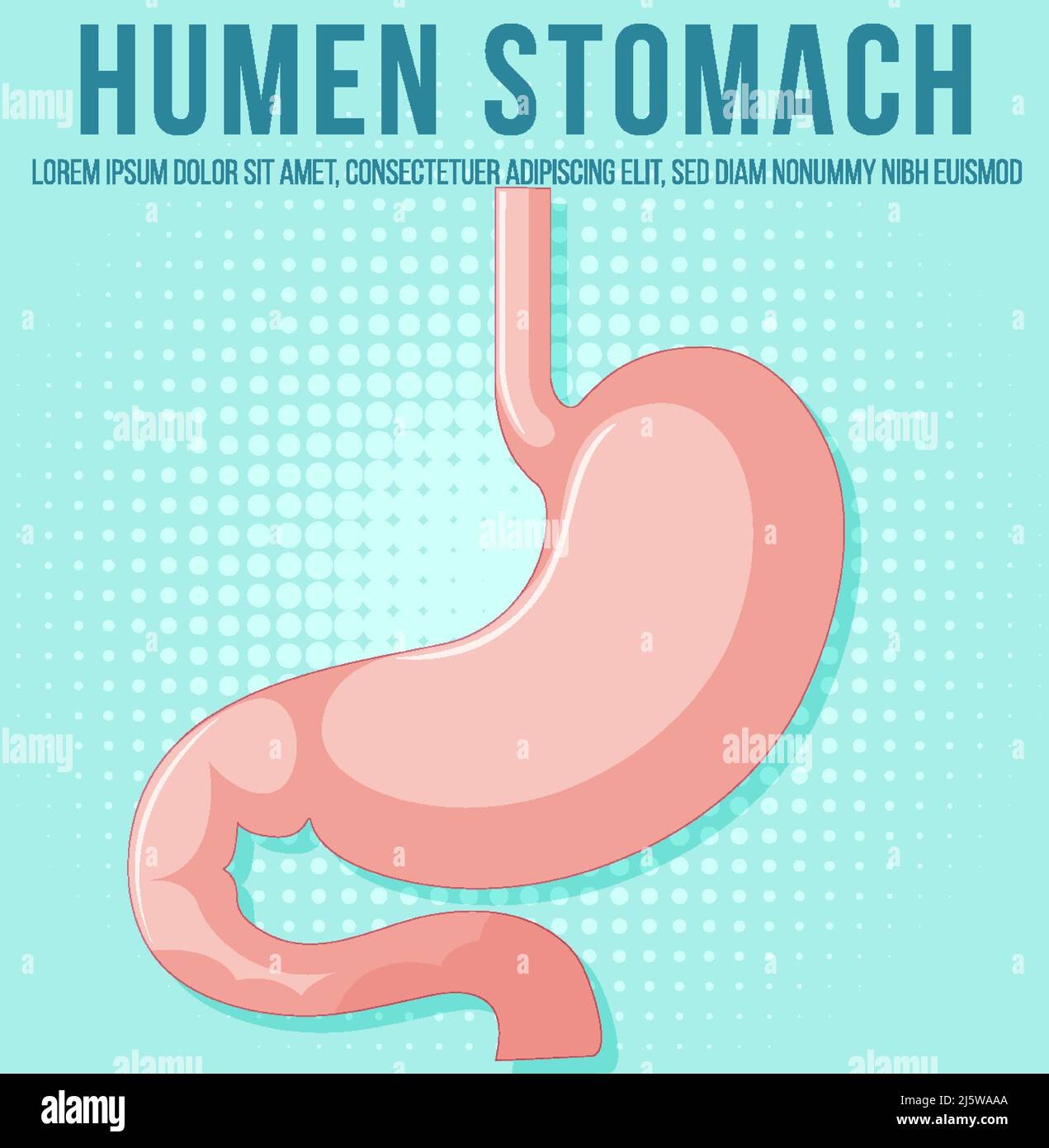 Human internal organ with stomach illustration Stock Vector Image & Art ...