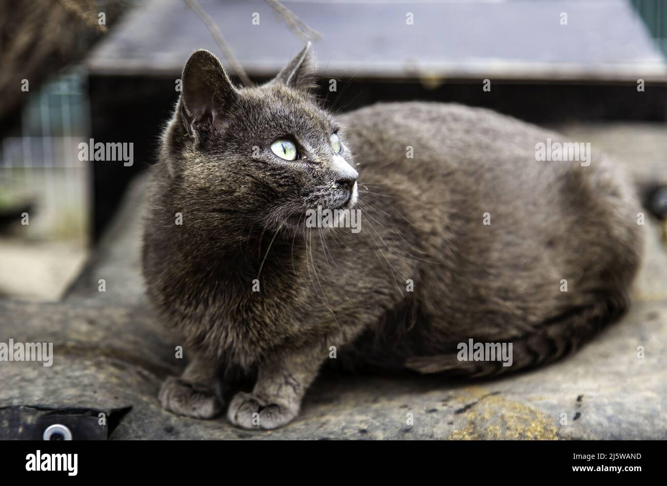 Homeless cat on street hi-res stock photography and images - Alamy