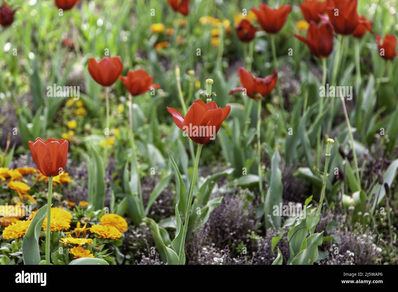 Detail of typical Dutch flower, colorful summer flower Stock Photo - Alamy
