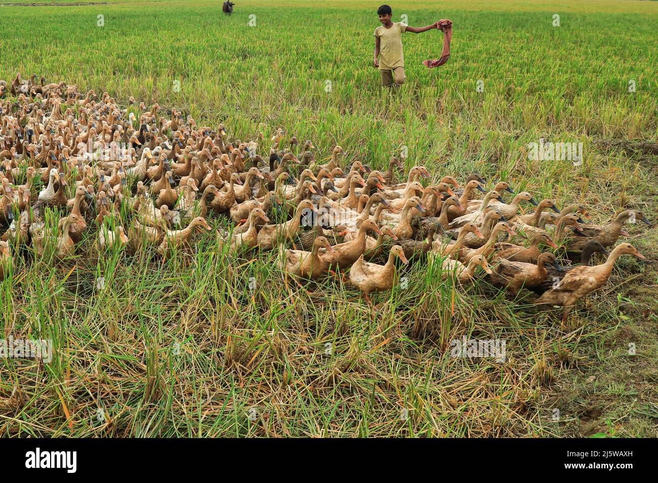 Sunamganj, Bangladesh. 20th Apr, 2022. A farmer feeds ducks in Tanguar ...