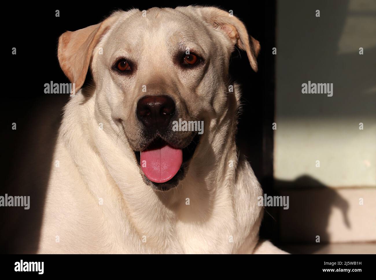 Portrait mans hi-res stock photography and images - Alamy