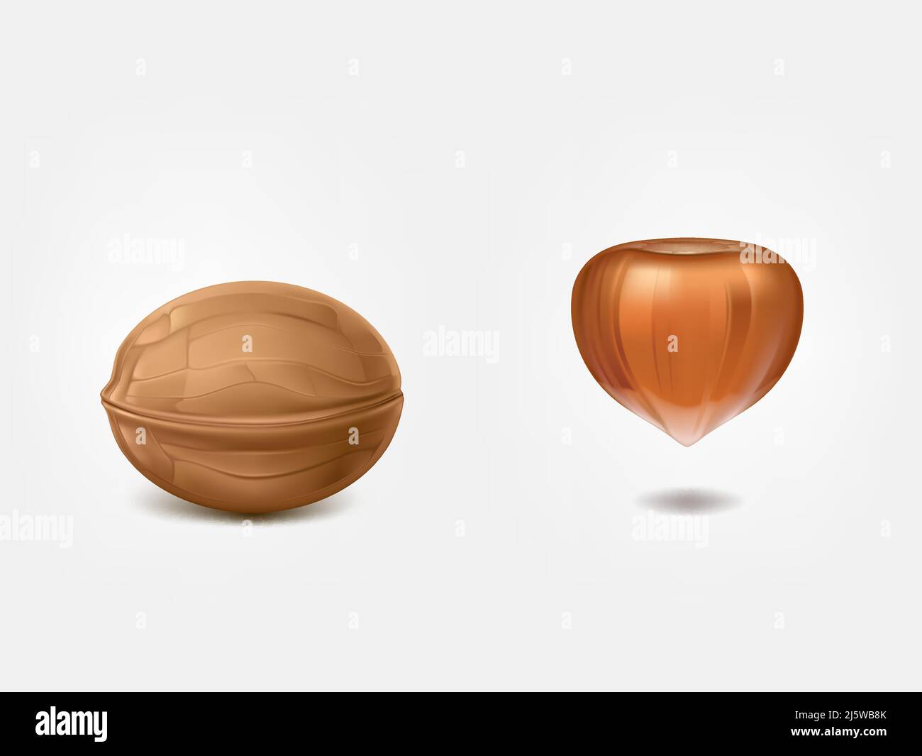 Shelled walnut and raw hazelnut 3d realistic vectors isolated on white ...