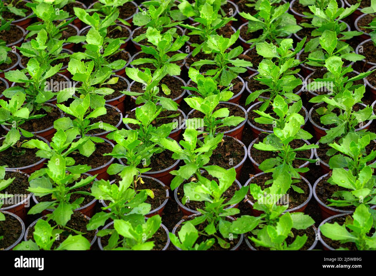 Annual flower seedlings hi-res stock photography and images - Alamy