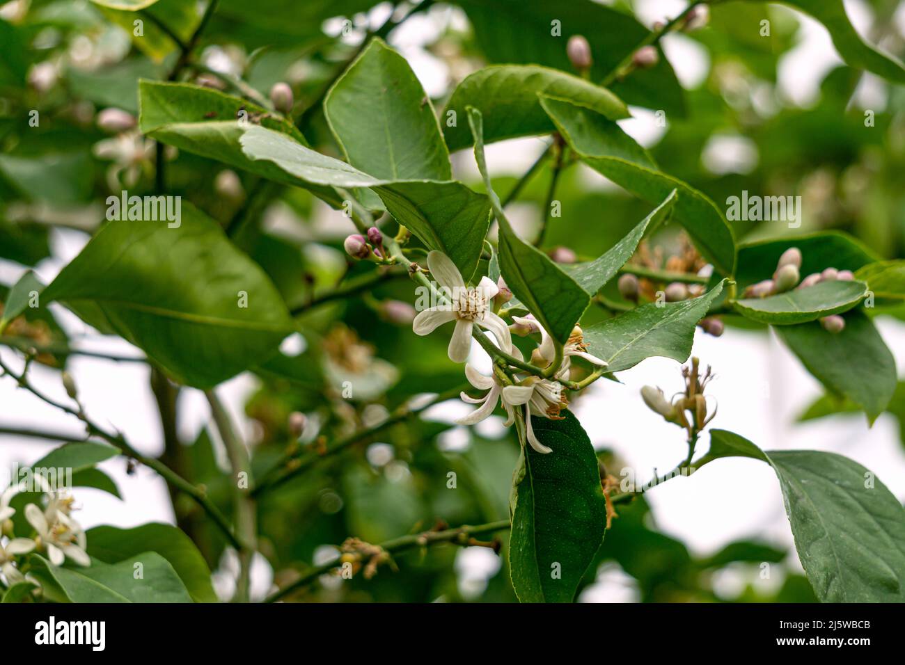 Lemon tree macro view hi-res stock photography and images - Alamy