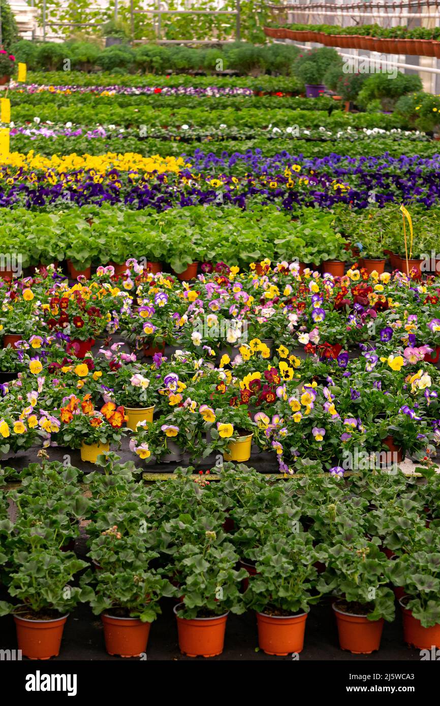 Smii hi-res stock photography and images - Alamy