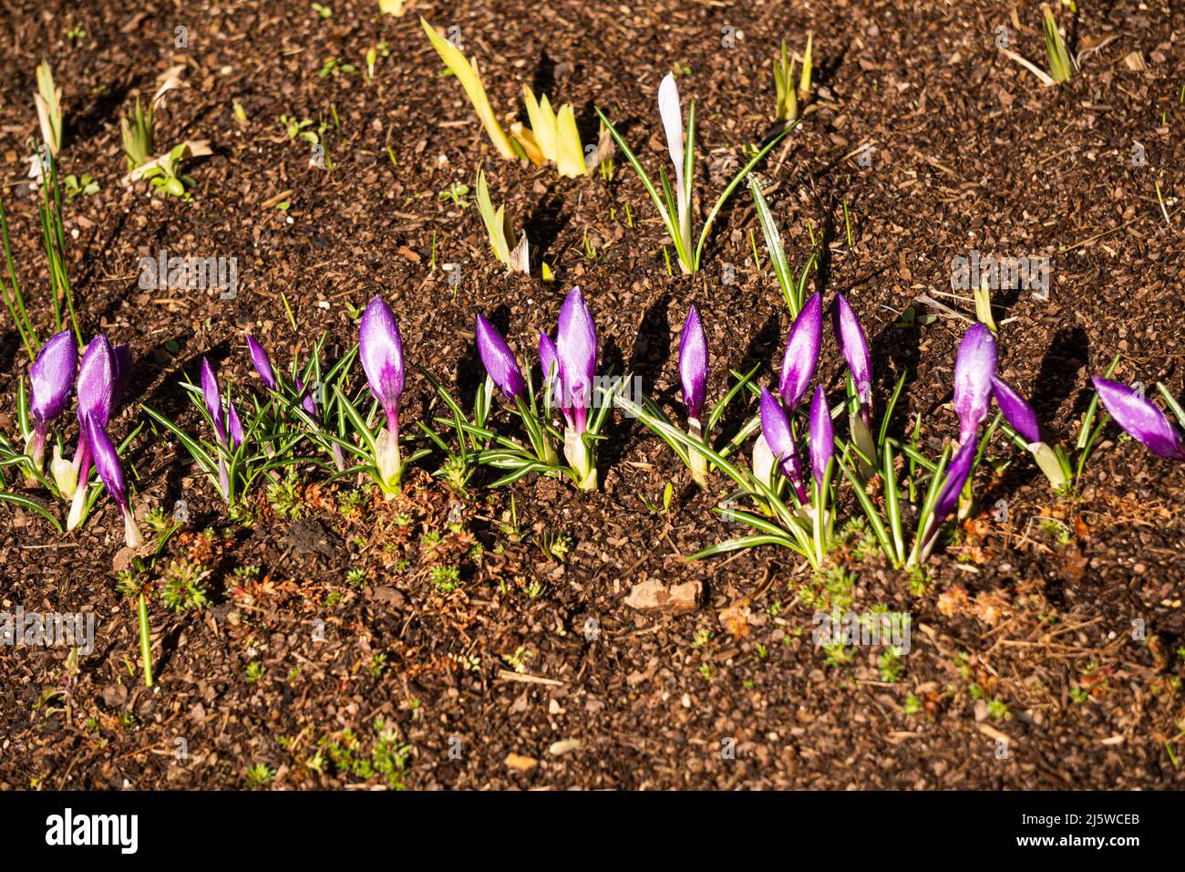 Crawl out of the ground hi-res stock photography and images - Alamy
