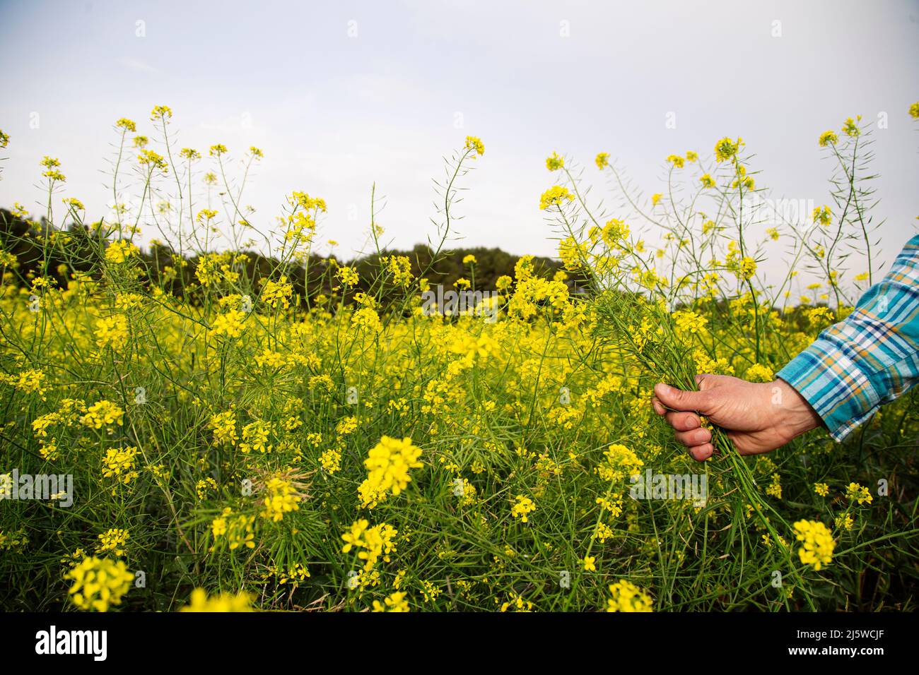 Many people working in the field hi-res stock photography and images ...