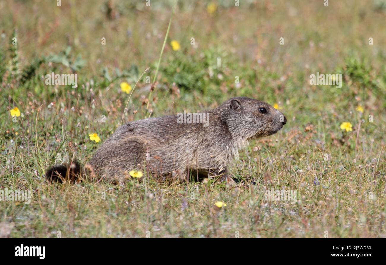 Alps marmot flowers hi-res stock photography and images - Alamy