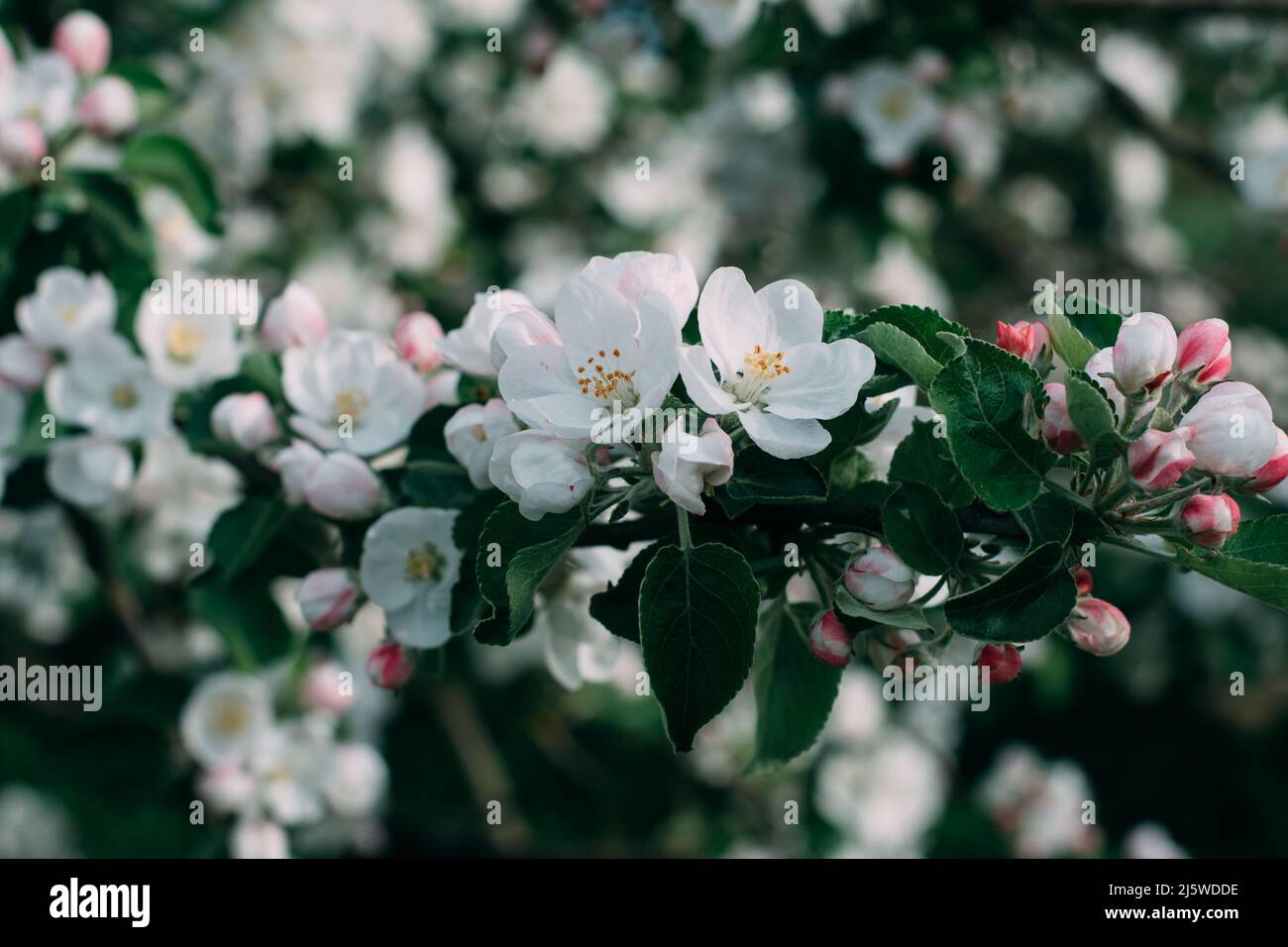 Nature in spring. Apple tree branch with flower Stock Photo - Alamy