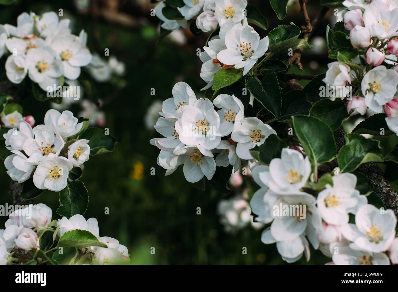 Nature in spring. Apple tree branch with flower Stock Photo - Alamy