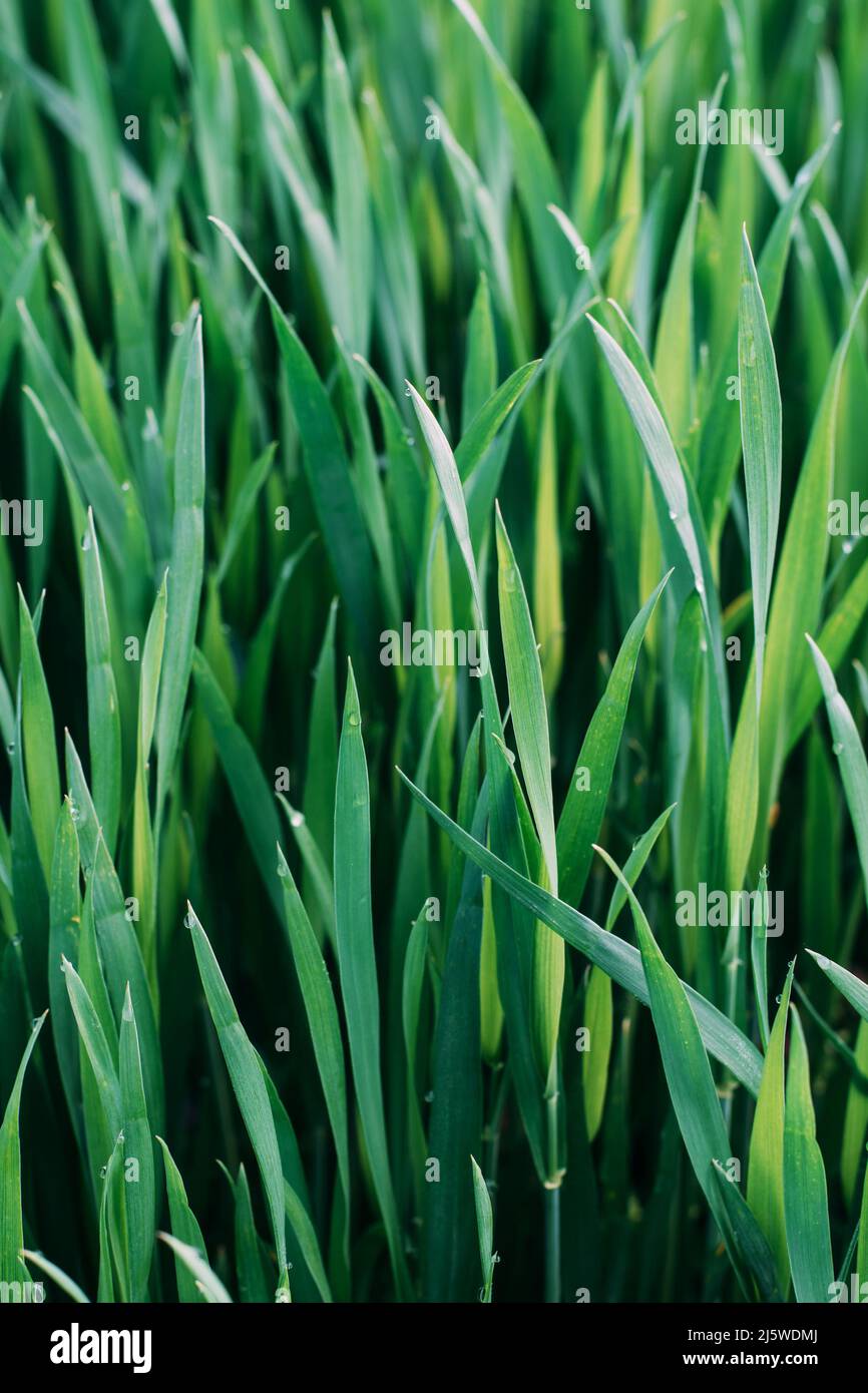 green wheat field and sunny day Stock Photo - Alamy