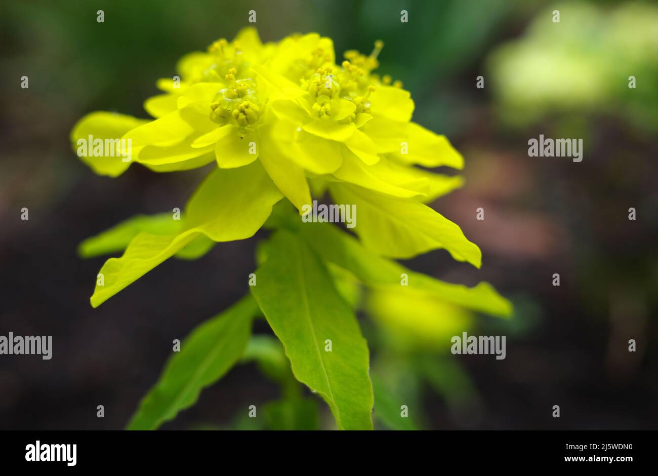 Cushion spurge euphorbia polychroma hi-res stock photography and images ...