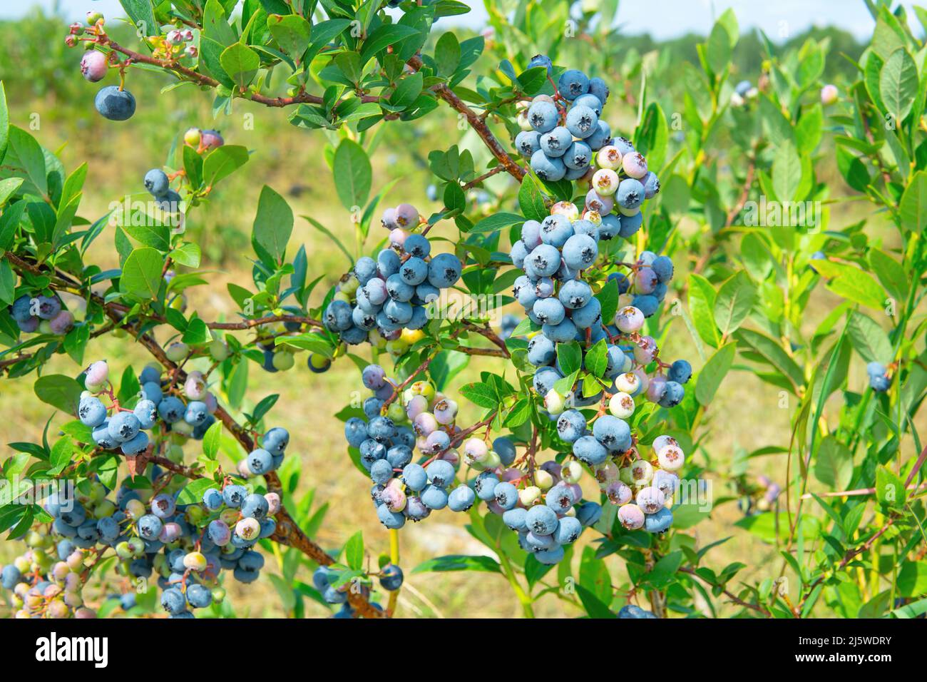 Blueberry ripening in the field. Close-up of the berry clusters on the ...