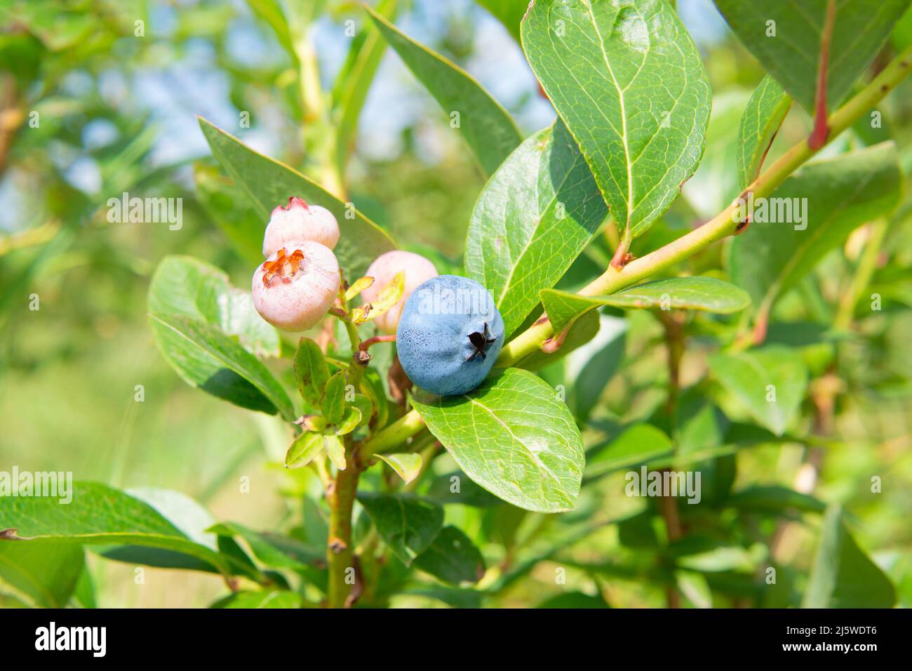 Blueberry ripening in the agricultural field. Bush close-up Stock Photo ...