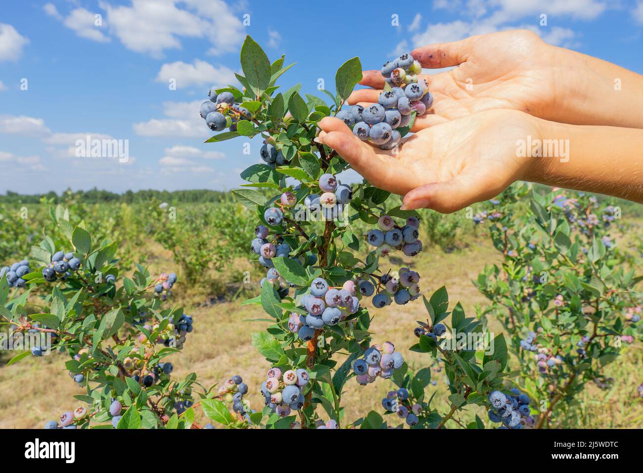 Close-up of female hands showing a cluster of blueberries outdoors ...