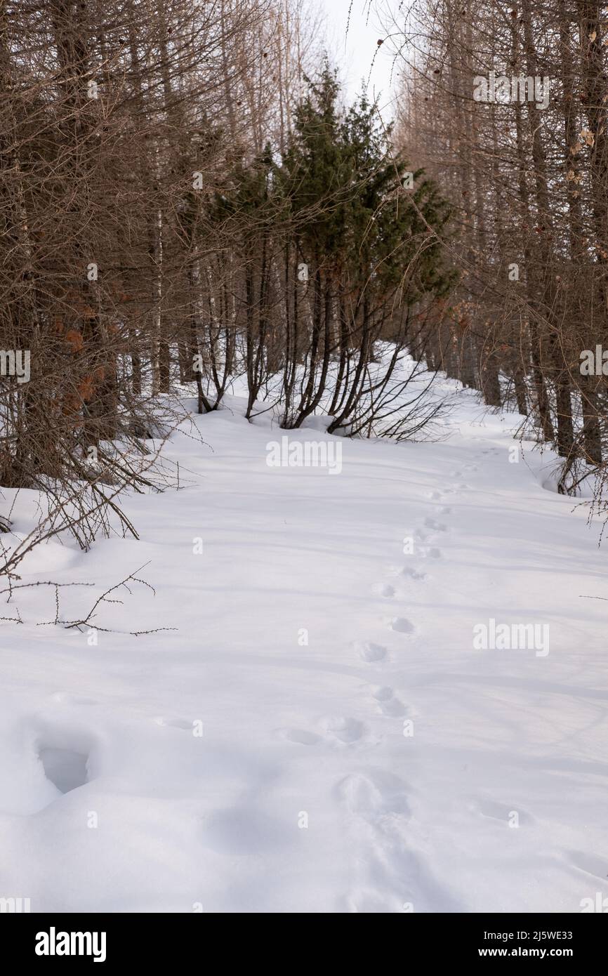 hare footprints on a snowy path in the forest Stock Photo - Alamy