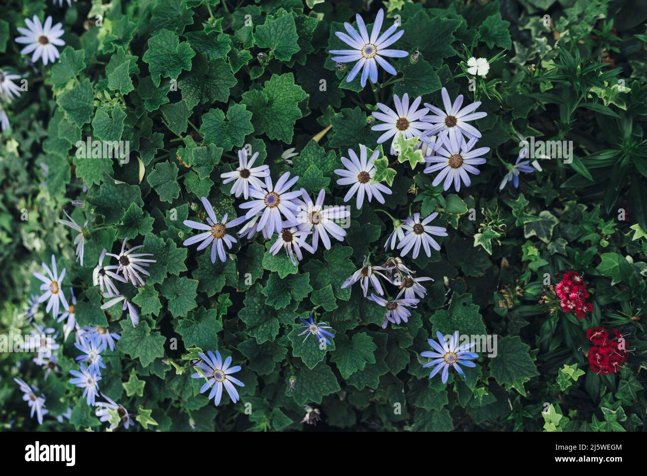 Light blue flowers in a flower bed. Floral backdrop Stock Photo - Alamy