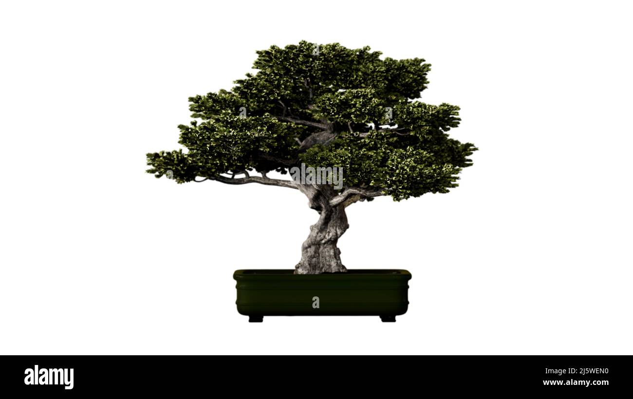 Japanese bonsai tree on white backdrop, isolated - nature 3D rendering ...