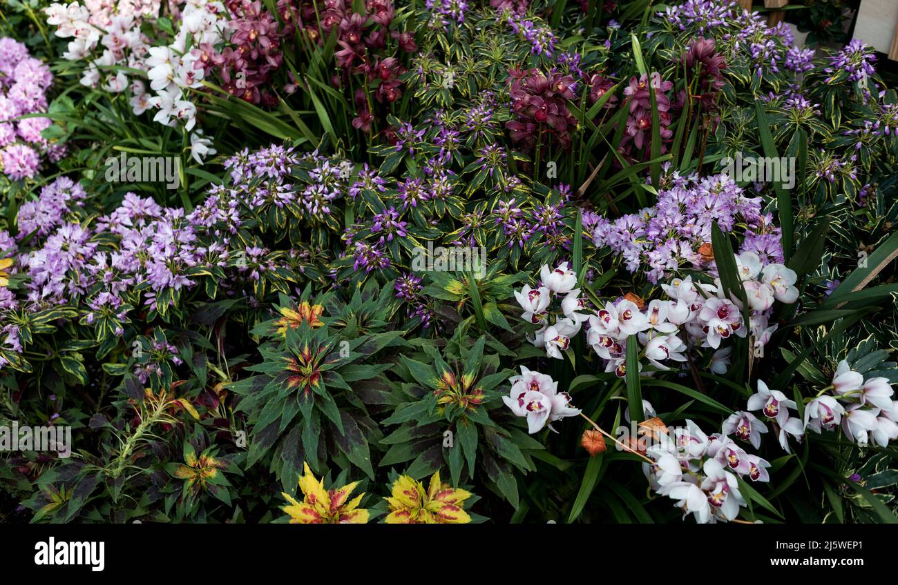 Flowerbed with a variety of flowers Stock Photo - Alamy