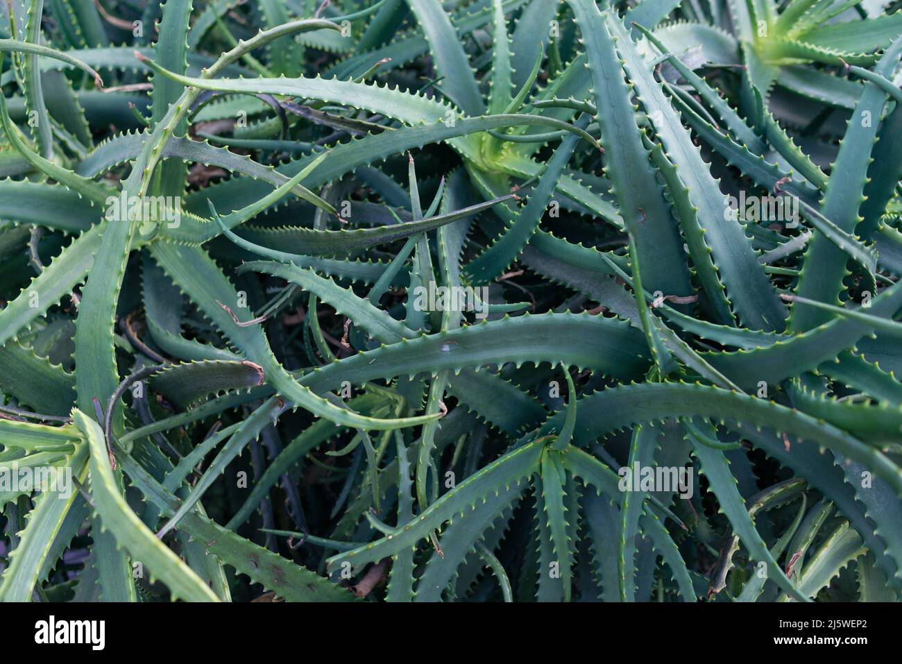 Lots of aloe stems Stock Photo - Alamy