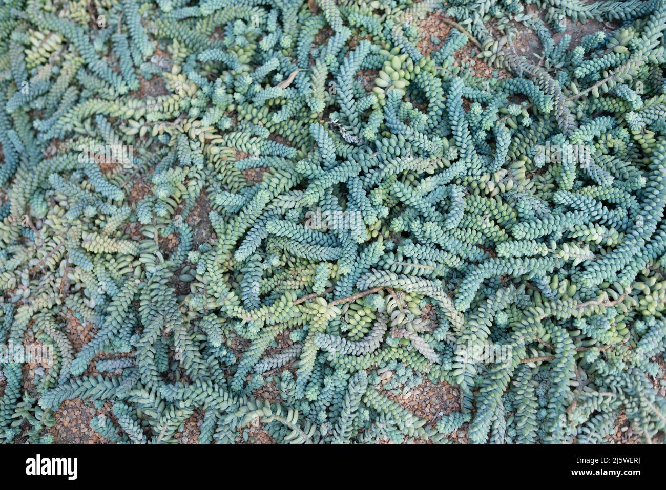 Plant with small leaves hi-res stock photography and images - Alamy