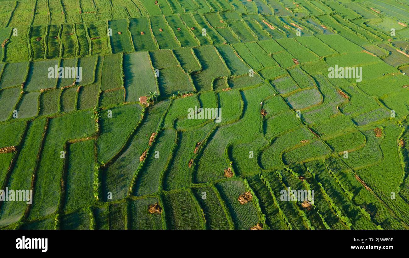 Terrace farming drone shot hi-res stock photography and images - Alamy