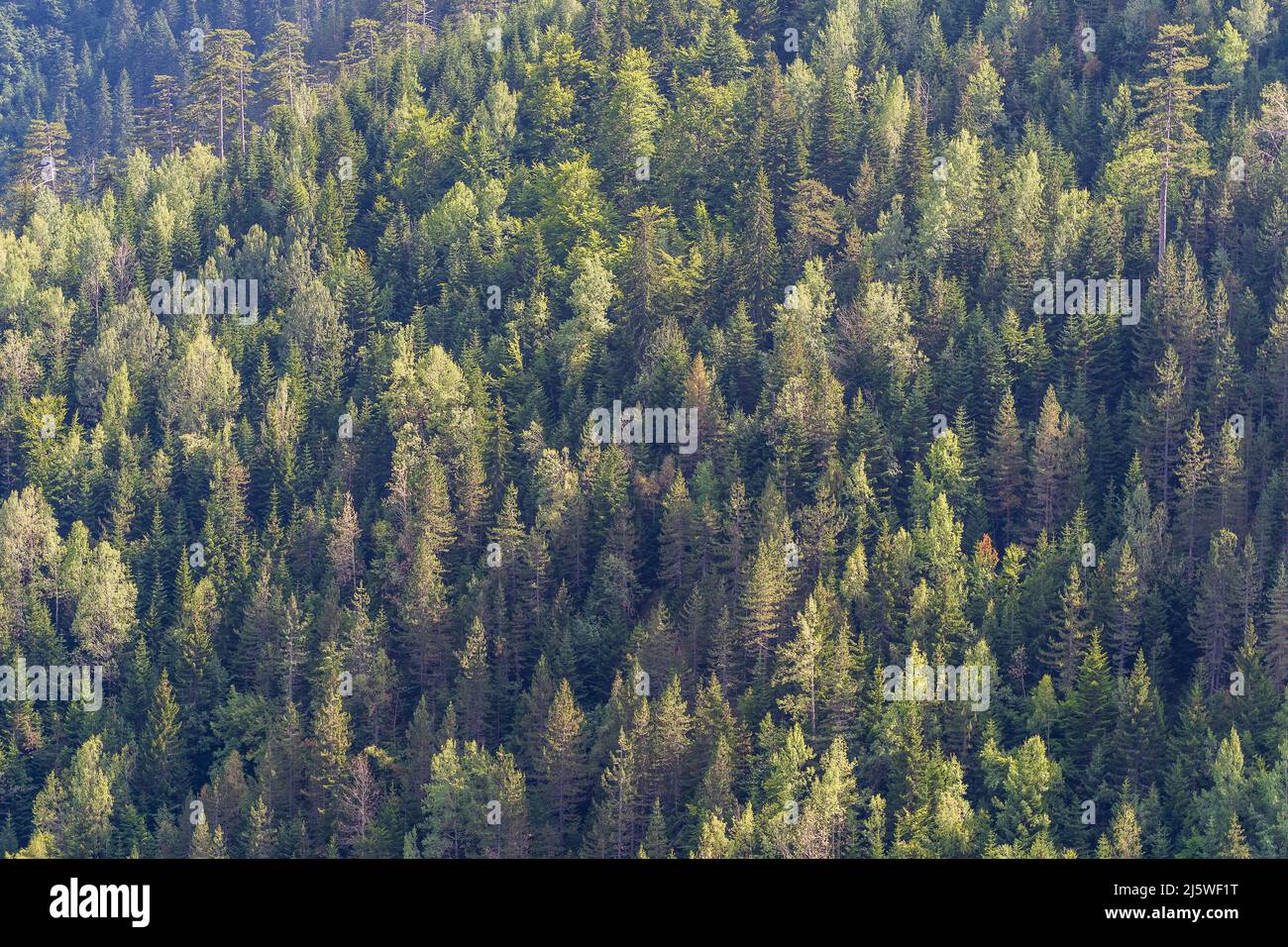 Top view of the green treetops of coniferous forests in mountain ...