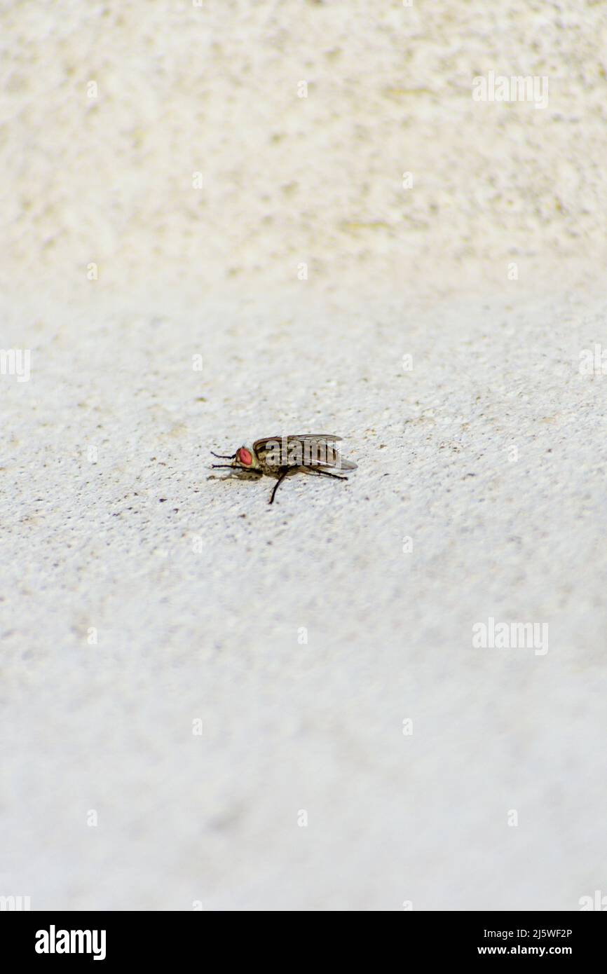 Indian insect pest hi-res stock photography and images - Alamy