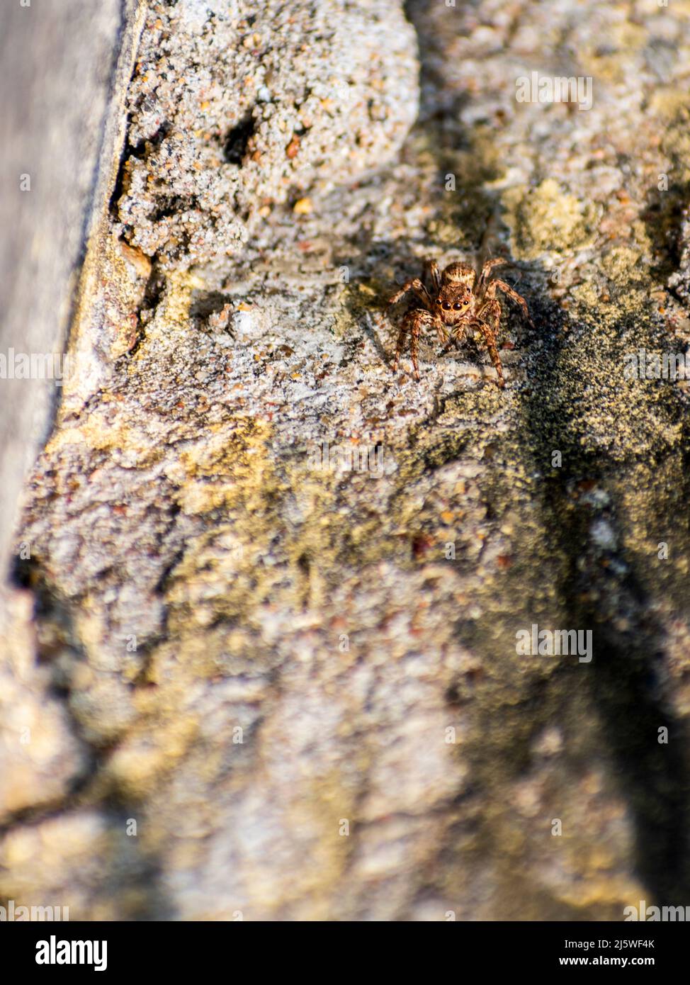 Largest family of spider hi-res stock photography and images - Alamy