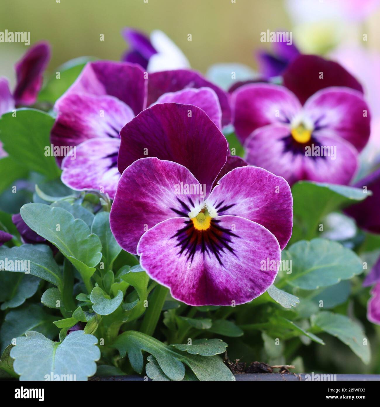 Purple viola hi-res stock photography and images - Alamy