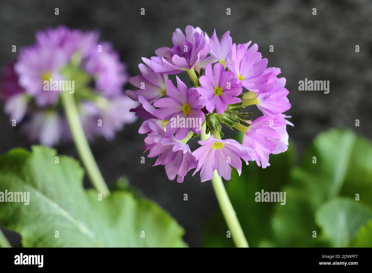Spherical primrose hi-res stock photography and images - Alamy