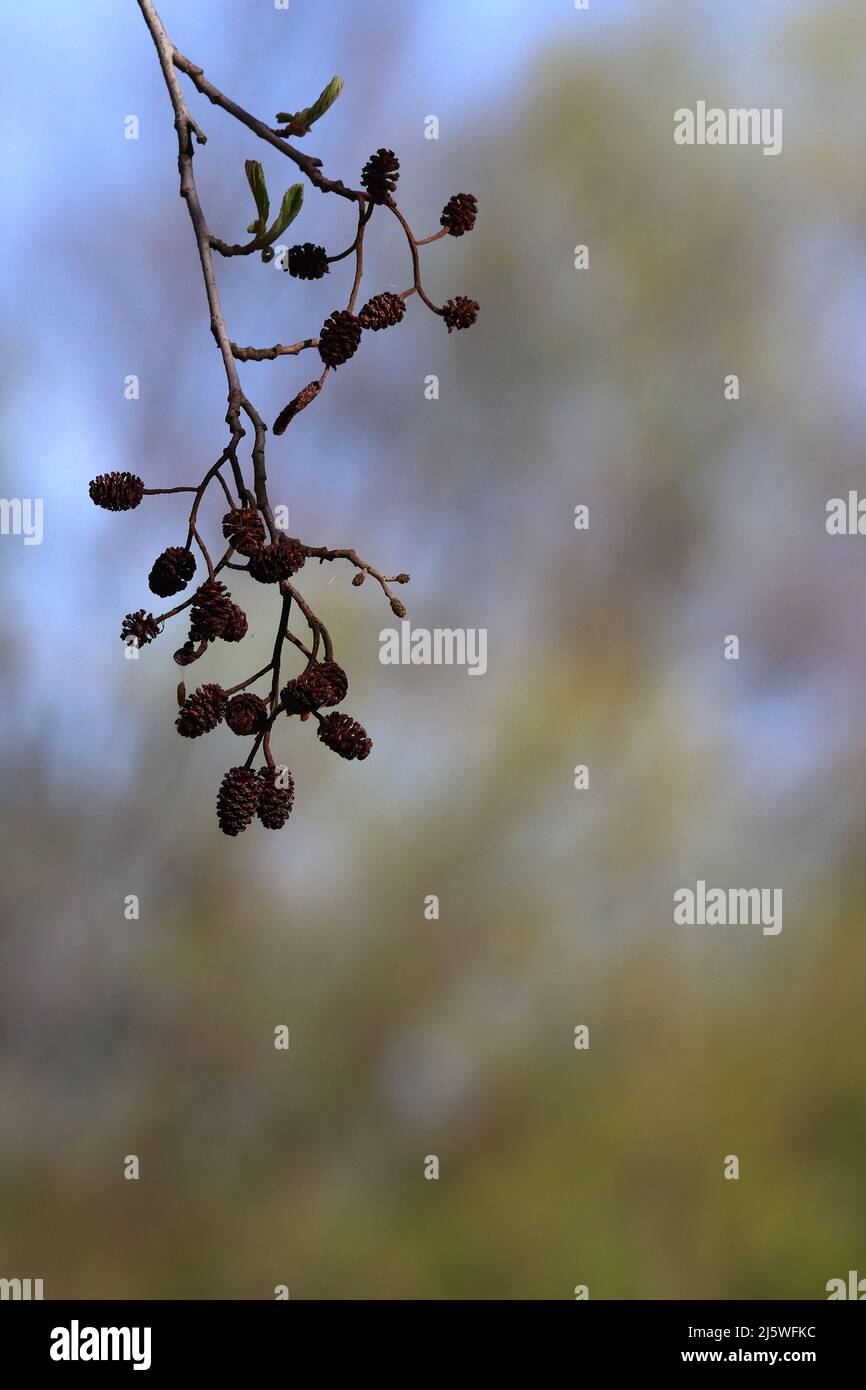 view of the single branch of an alder with black cones against a blue ...