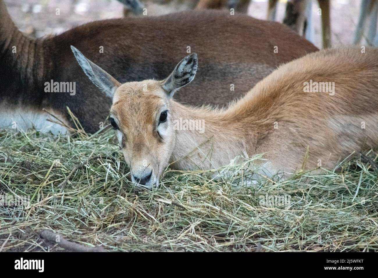 The blackbuck (Antilope cervicapra), also known as the Indian antelope ...