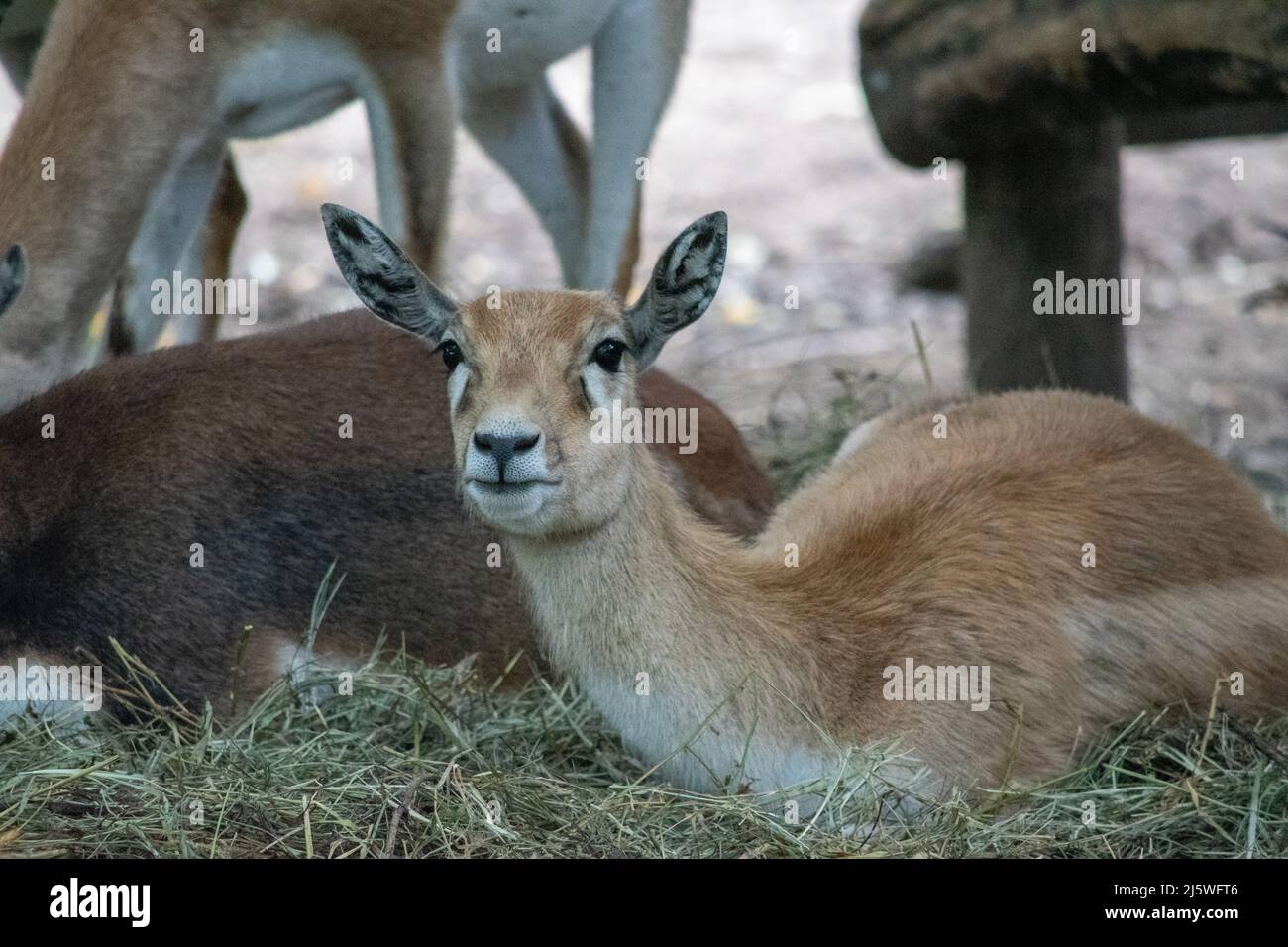 The blackbuck (Antilope cervicapra), also known as the Indian antelope ...