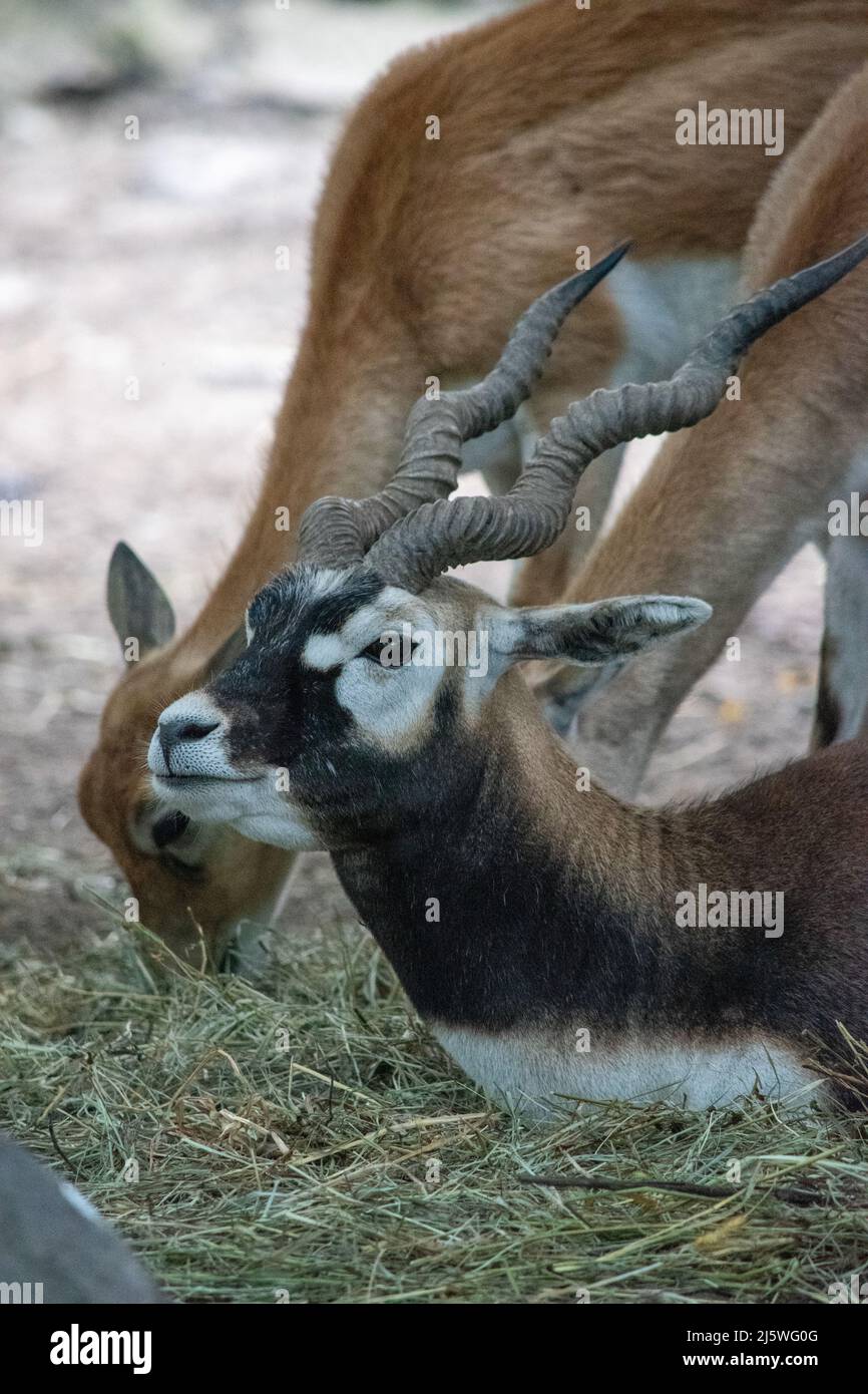 The blackbuck (Antilope cervicapra), also known as the Indian antelope ...