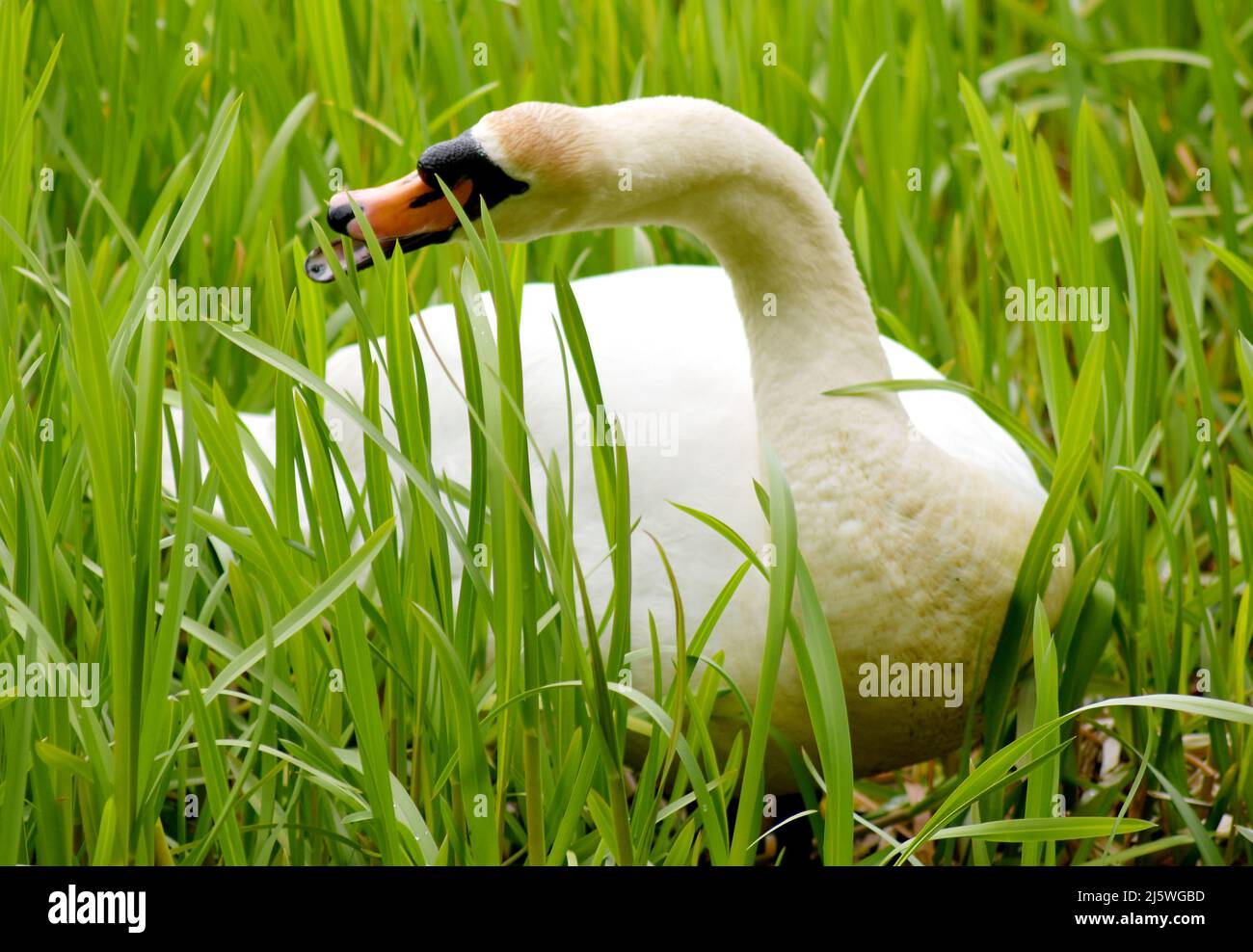Swan eating grass Stock Photo - Alamy