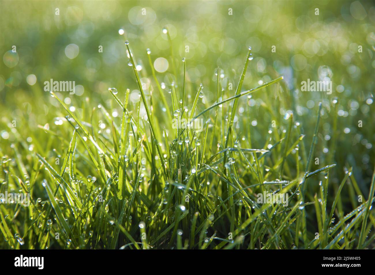 Field green grass macro hi-res stock photography and images - Alamy