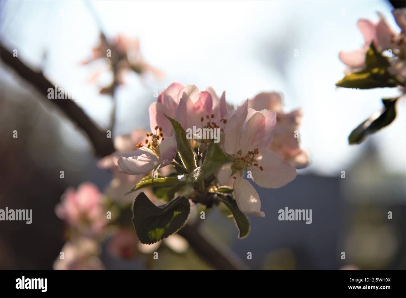 apple tree flower blooming Stock Photo - Alamy