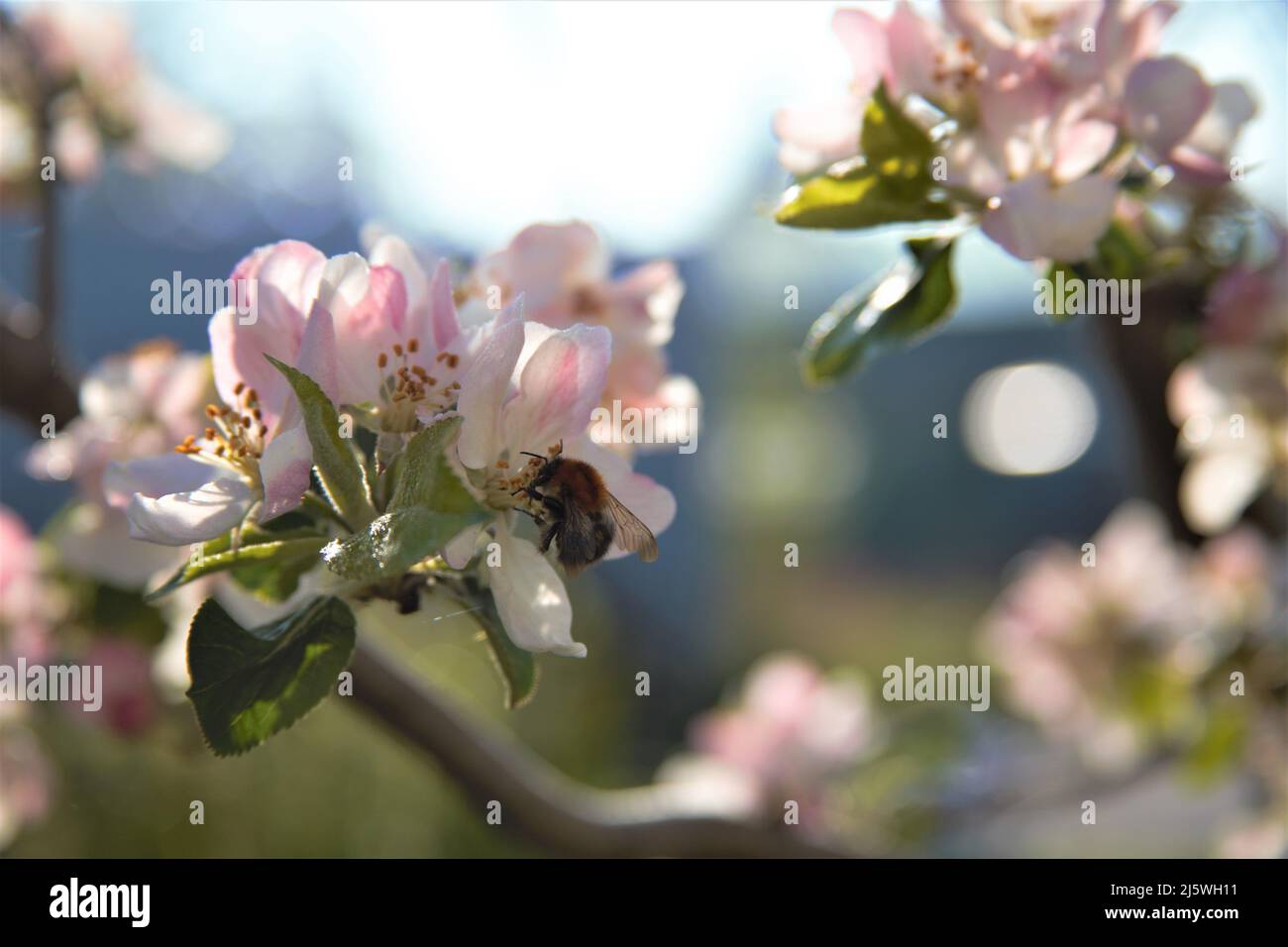 Bumblebee on apple blossom hi-res stock photography and images - Alamy