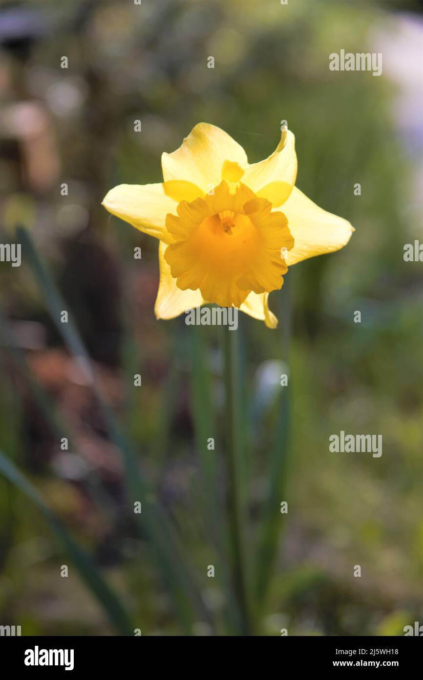 Yellow daffodil in sun hi-res stock photography and images - Alamy
