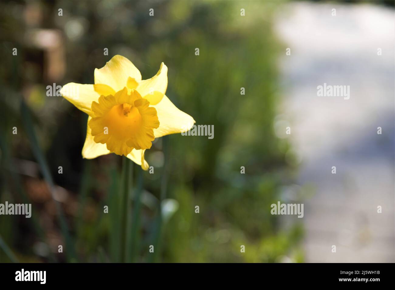 Yellow daffodil in sun hi-res stock photography and images - Alamy