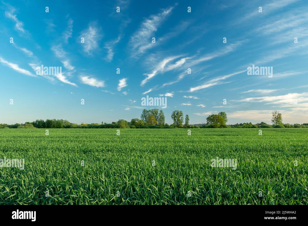 Blue field hi-res stock photography and images - Alamy