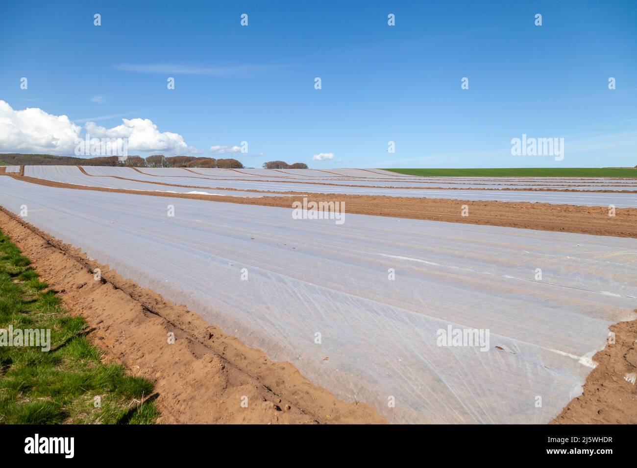 Agricultural fleece covering sown crops in Fife, Scotland Stock Photo ...