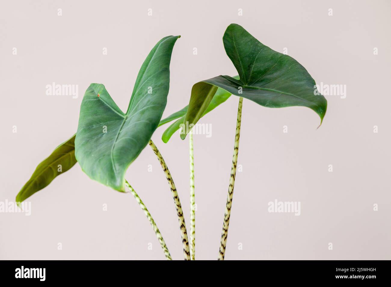 Alocasia Zebrina is a beautiful tropical plant. Its large leaves really ...