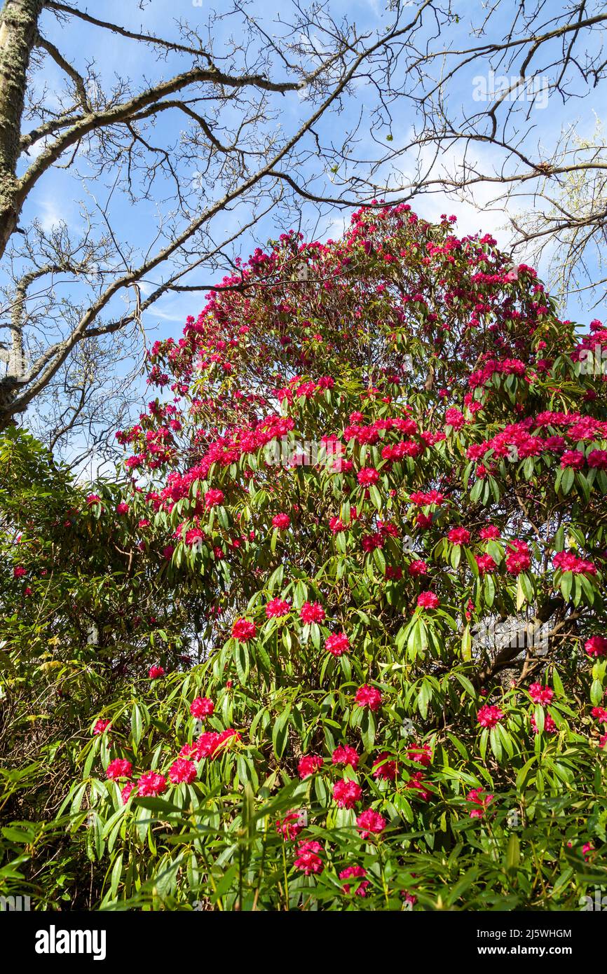 Red Rhododendron bush in flower in Scotland, April Stock Photo - Alamy