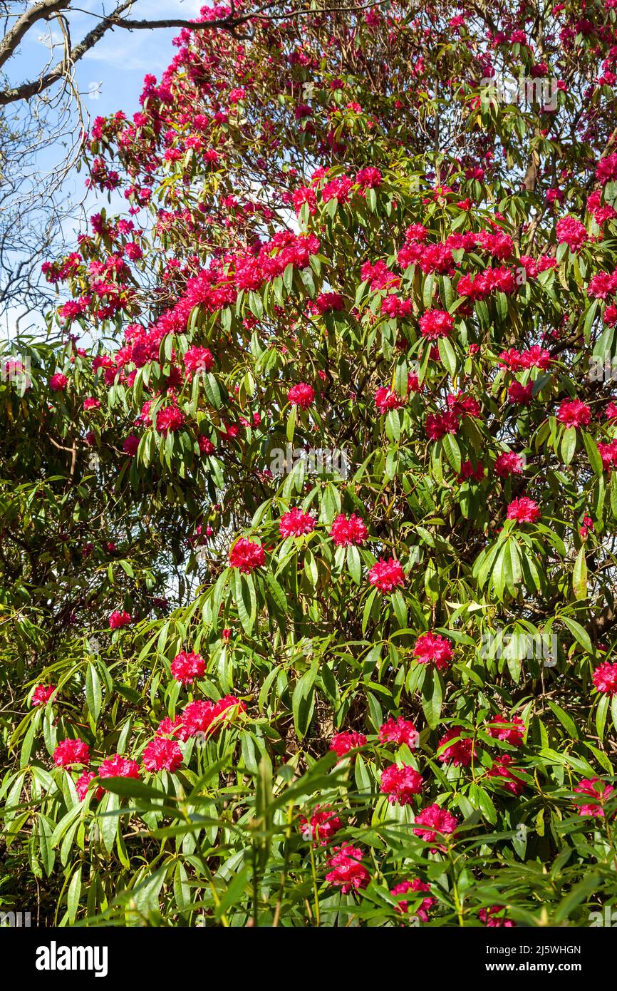 Bush rhododendrons hi-res stock photography and images - Alamy