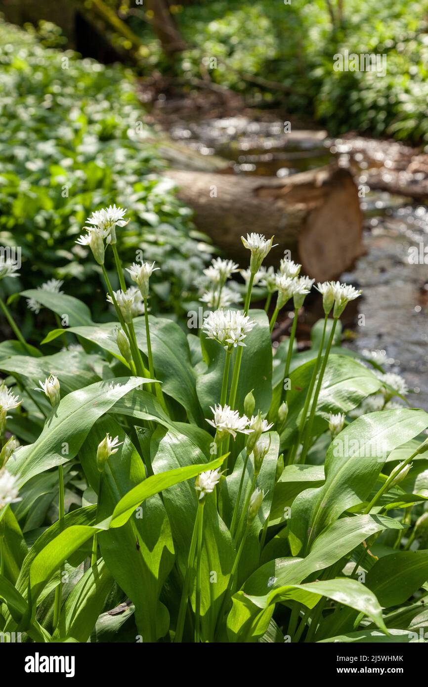 Wild garlic or ramsoms with flowers growing in the woods Stock Photo ...